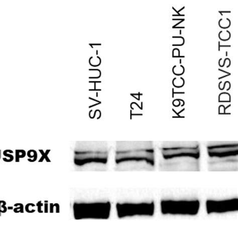 Representative Graphical Results Of Western Blot Analyses Showing