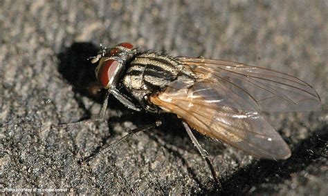 Pangasinan Nilusob Ng Mga Langaw Abante Tonite