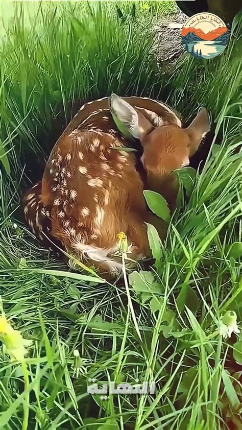 سيدهشك ما حدث مع السنجاب سيدهشك ما حدث مع السنجاب By ‎خفايا الغابات