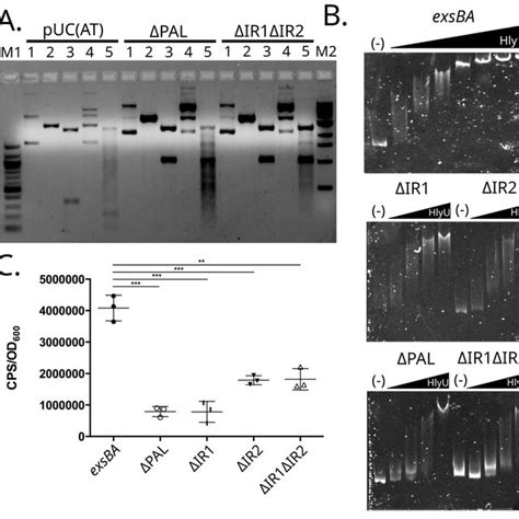 Genetic Deletions Of Intergenic Exsba Inverted Repeat And Palindrome Download Scientific