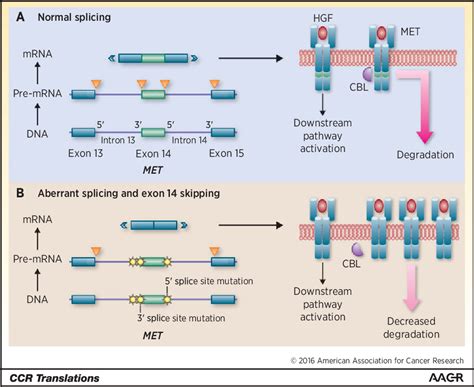 Figure 1 From Met Exon 14 Alterations In Lung Cancer Exon Skipping