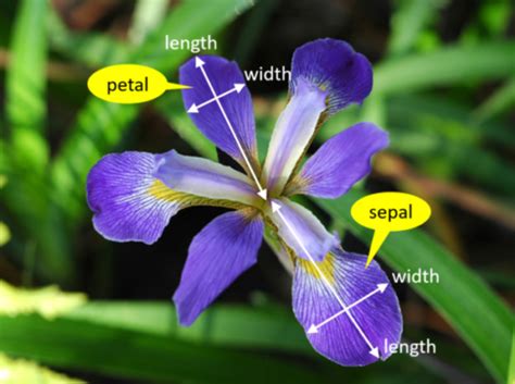 determine the number of iris species with k means integratedots inc
