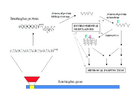 An Outline Of Early Steps By Which The Trinucleotide Cag Repeat