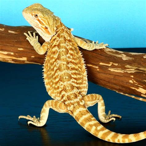 Yellow Leatherback Bearded Dragon