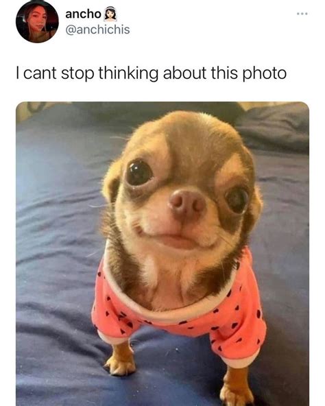 Cute Chihuahua Memes