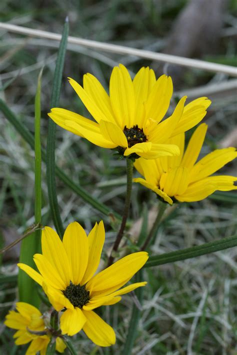ヤナギバヒマワリ柳葉向日葵 お花の写真集