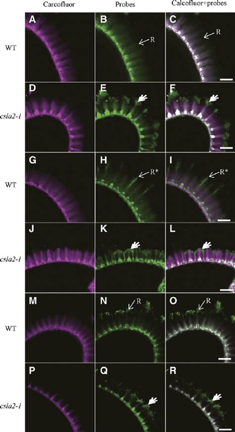 Labeling Of Pectin In Adherent Mucilage Released From Wild Type And