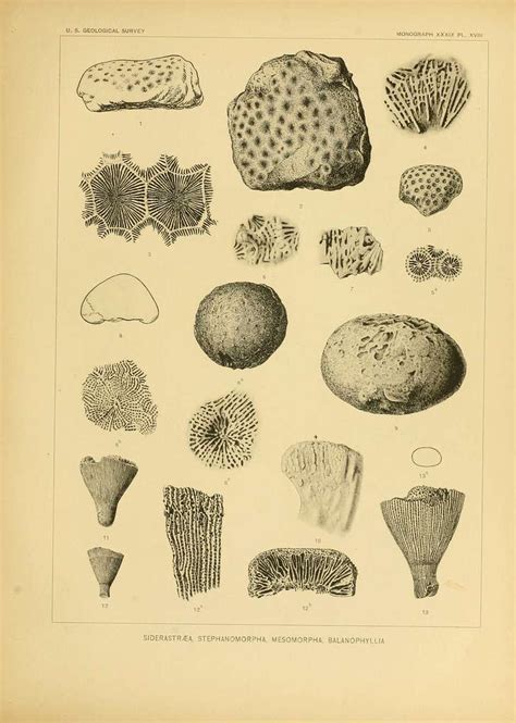 The Eocene And Lower Oligocene Coral Faunas Of The United States With Descriptions Of A Few