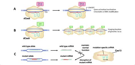 Application Of Crispr Beyond Genome Editing A Dcas9 Fused With Download Scientific Diagram