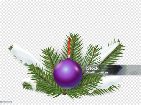 크리스마스 장식 벡터 일러스트 레이 션 상록 소나무 가지에 투명 한 배경 12월에 대한 스톡 벡터 아트 및 기타 이미지 12월 3차원 형태 개념 Istock