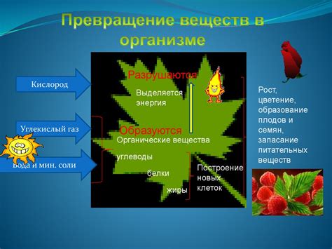 Обмен веществ и превращение энергии презентация онлайн