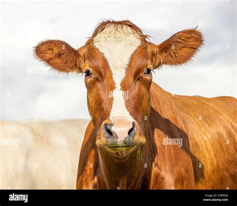 Milk Cow Face