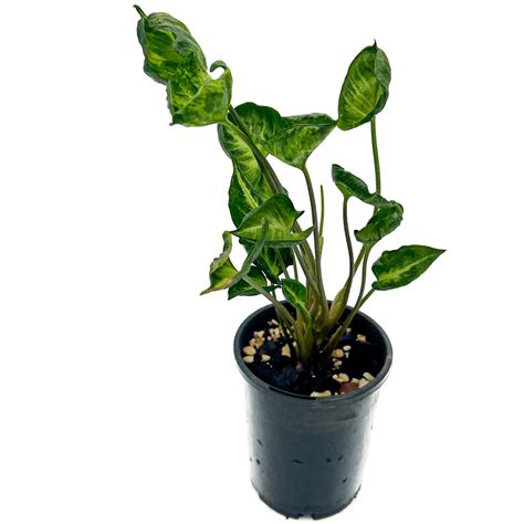 Syngonium Godzilla - Chalet Boutique, Australia