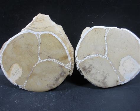 Crinoid Float Bulb Float Cut In Half Devonian Mirror Polished Scyphocrinites Ulrichi