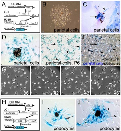 Figure 1 From Primary Cultures Of Glomerular Parietal Epithelial Cells