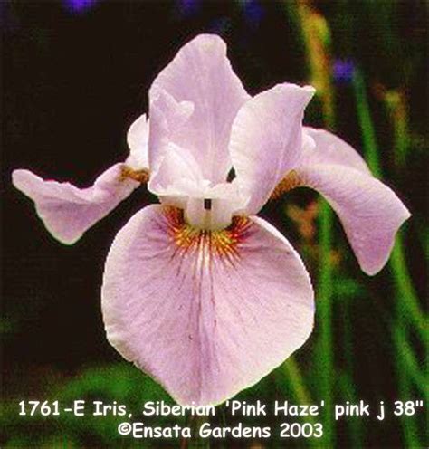 Custom Garden Designs Great Resources Siberian Irises