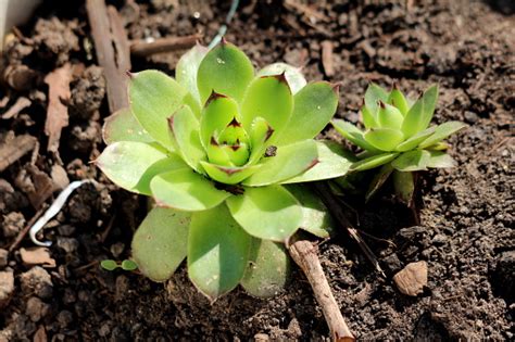 크고 작은 일반적인 Houseleek 또는 Sempervivum Tectorum 다년생 식물 젖은 토양과 부러진 나뭇 가지 위에 자라는 녹색 술 모양의 고착 잎 0명에 대한