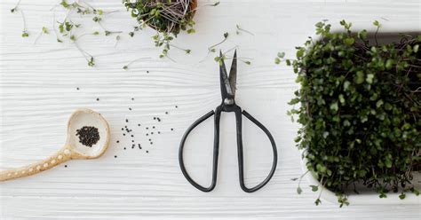 집에서 성장하는 마이크로 그린 신선한 붉은 양배추 콩나물 씨앗이 있는 세련된 숟가락 흰색 나무에 가위 평면도 알 줄기 양배추 새싹 마이크로 그린 수경 법 사진