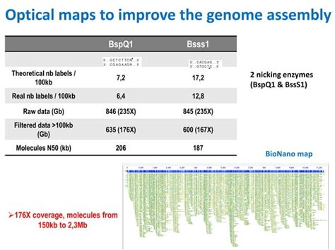 Toward A Better Understanding Of Plant Genome Structure Combining Ngs Optical Mapping
