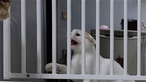 평생 함께 할 형 누나들과 아기고양이의 첫 만남 냥줍한아기고양이의합사 고양이 Youtube