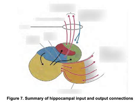 Diagramme De Limbic System Figure 7 Summary Of Hippocampal Outputs And