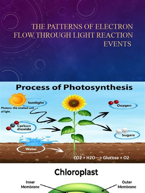 The Patterns Of Electron Flow Through Light Reaction Events Download