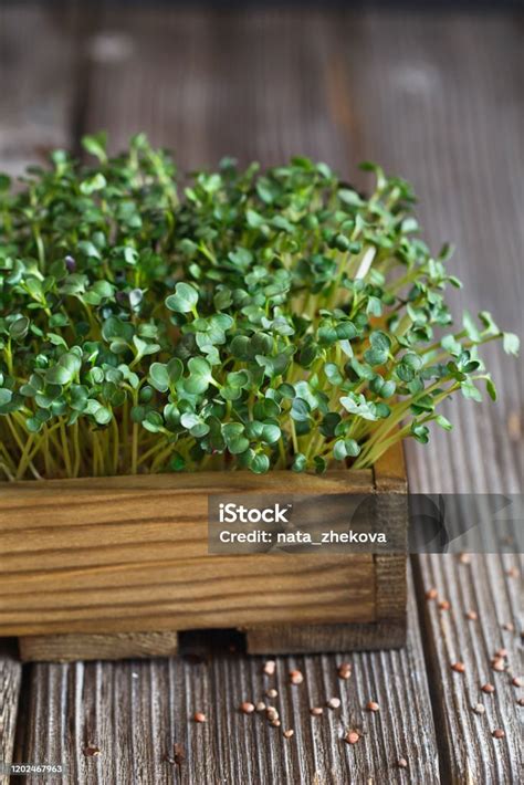 나무 상자에 다이콘 마이크로 그린의 클로즈업 발아 마이크로 그린 집에서 씨앗 발아 비건 과 건강한 식사 개념 발아 겨울 무 씨앗 마이크로 채소 성장 하는 콩나물 0명에 대한