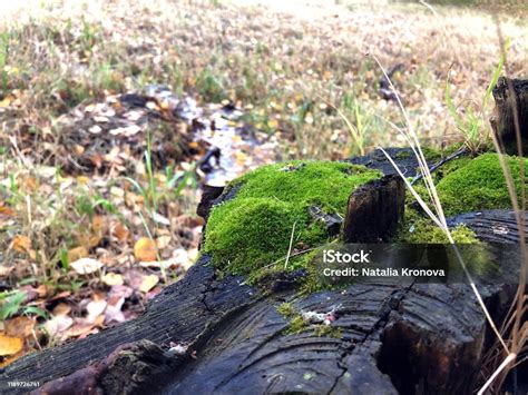 이끼 텍스처 죽은 나무 이끼와 오래 된 자작 나무 껍질 질감입니다 자연스러운 배경 배경 이미지의 오래된 썩은 나무 표면을 닫습니다 갈색에 대한 스톡 사진 및 기타 이미지
