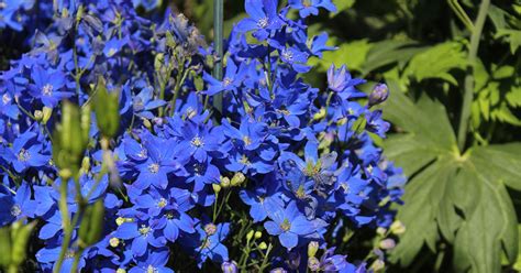 Delphiniums Growing And Care Guide The Garden Magazine