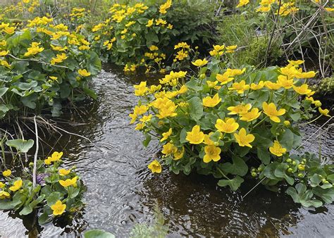 Marsh Marigold A Native Alternative To Invasive Lesser Celandine