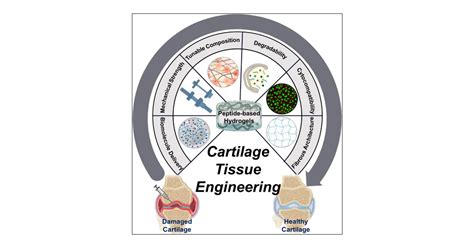 Harnessing Peptide Based Hydrogels For Enhanced Cartilage Tissue Engineering Acs Applied Bio