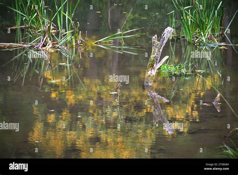 Tranquil Outdoor Scene Featuring A Tree Stump Emerging From A Pond Surrounded By Aquatic Plants