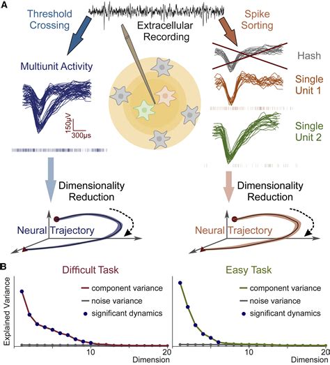 Low Dimensionality High Robustness In Neural Population Dynamics Neuron