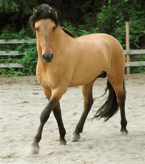 Kiger Mustang Horse Info Origin History Pictures