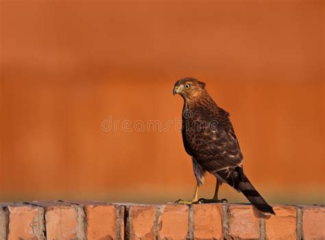 Cooper S Hawk Stock Image Image Of Wings Yellow Hunting 28385747