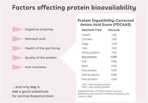 Factors Affecting Protein Bioavailability Tiras Corner