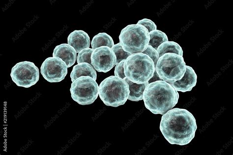 Chlamydia Trachomatis Bacteria Stock Illustration Adobe Stock