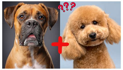 Boxer Poodle Mix Boxer Puppies Archives Ch Boxer Rescue