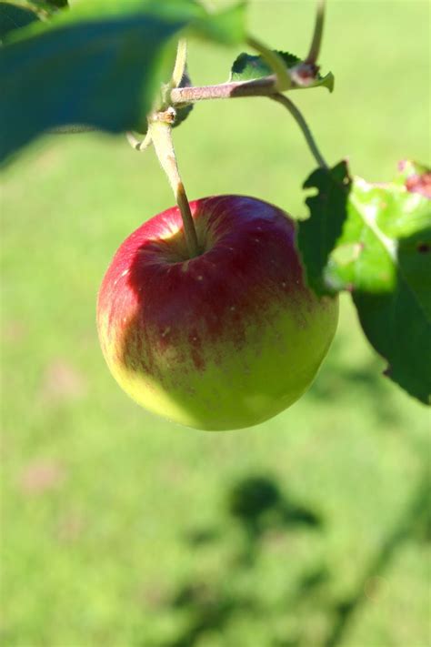 My Peace At Home Can Do Without Technology