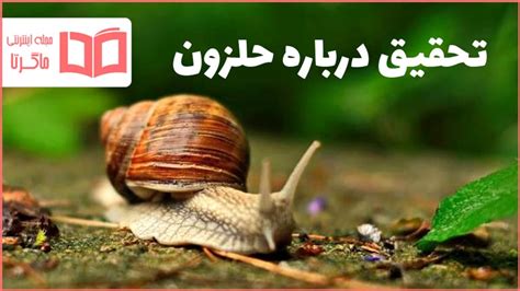 تحقیق درباره حلزون برای کودکان محل زندگی شان ماگرتا