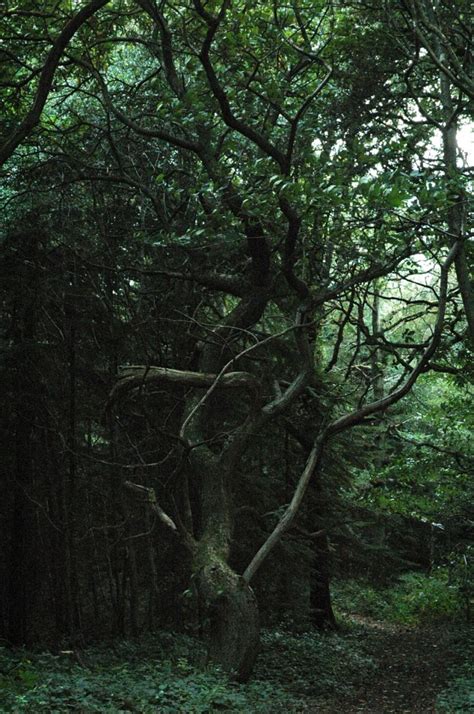 Colins Tree Bettythecat Blipfoto