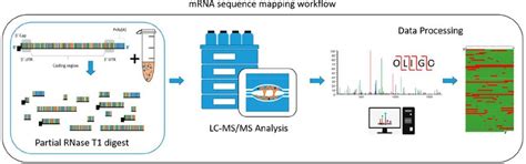 Schematic Illustration Of Mrna Sequence Mapping Workflow Partial Rnase