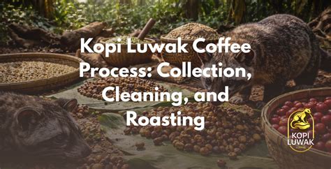 Kopi Luwak Coffee Process How Authentic Luwak Coffee Is Collected