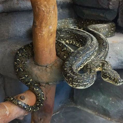 Diamond Python Jenbert Pythons