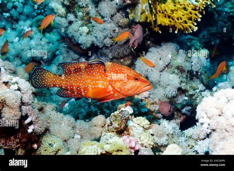 Coral Hind Cephalopholis Miniata On A Coral Reef With A Blueline