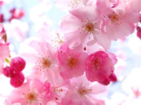 Pink Flower Desktop Wallpapers Top Free Pink Flower Desktop