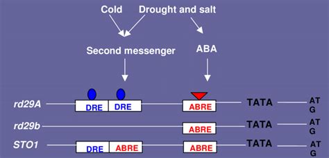 Schematic Representation Of The Induction Of Two Rd29 Genes And Their