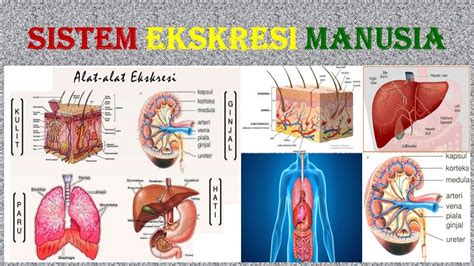 Pengertian Sistem Ekskresi – Brain
