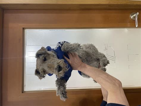 대구 수성구 범어동에서 레이크랜드 테리어 발견 보호