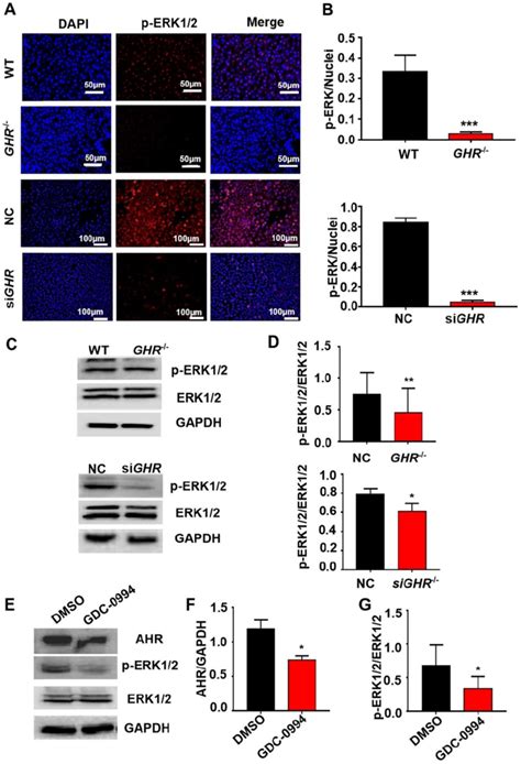 ghr regulates ahr expression through the mapk signaling pathway a b